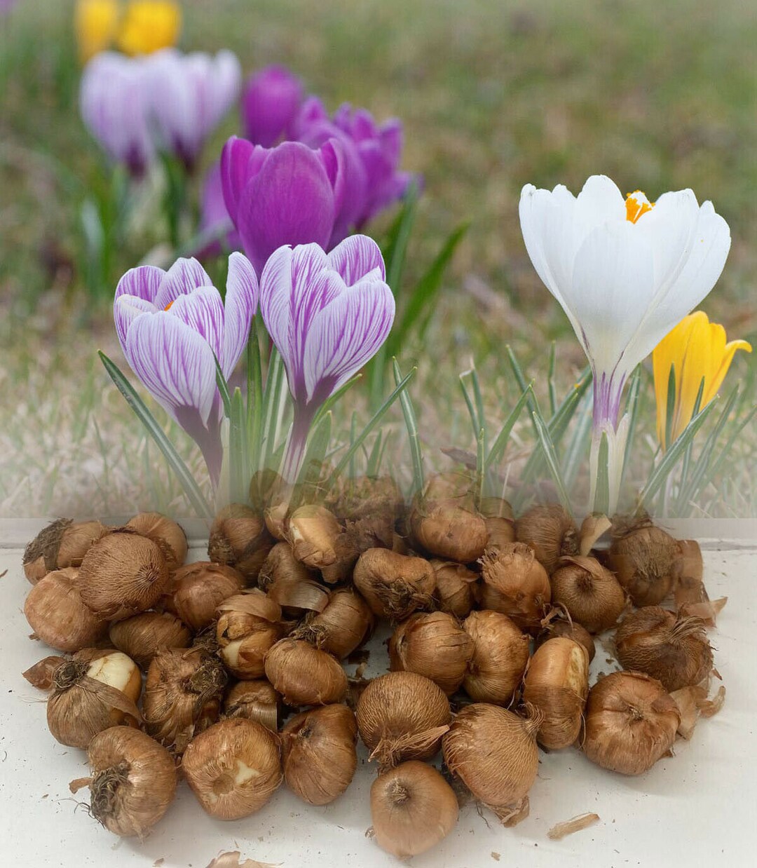 Mixed (vernus) Crocus Bulbs Large Blooms Hardy Spring Garden Perennial ...