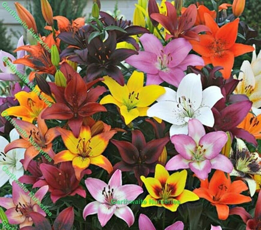 Mixed Asiatic Lily Bulbs Summer Flowering Semi-hardy Garden Perennial ...