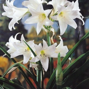 Crinum Powellii Alba Bulbs White Spider Lily Garden 3-5ft Rare Summer ...