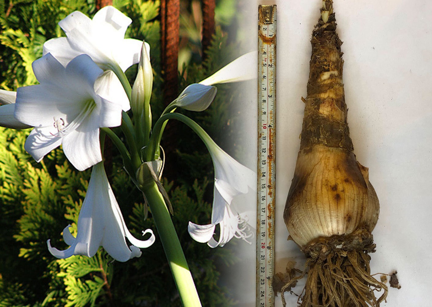 Crinum Powellii Alba Bulbs White Spider Lily Garden 3-5ft Rare - Etsy UK