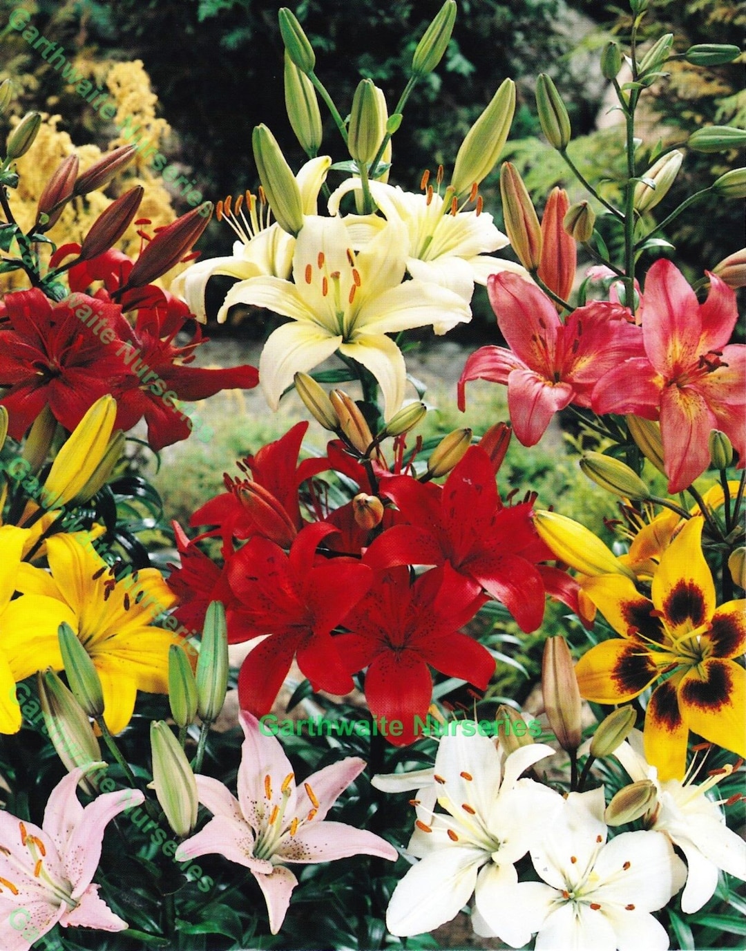 Mixed Asiatic Lily Bulbs Summer Flowering Semi-hardy Garden Perennial ...