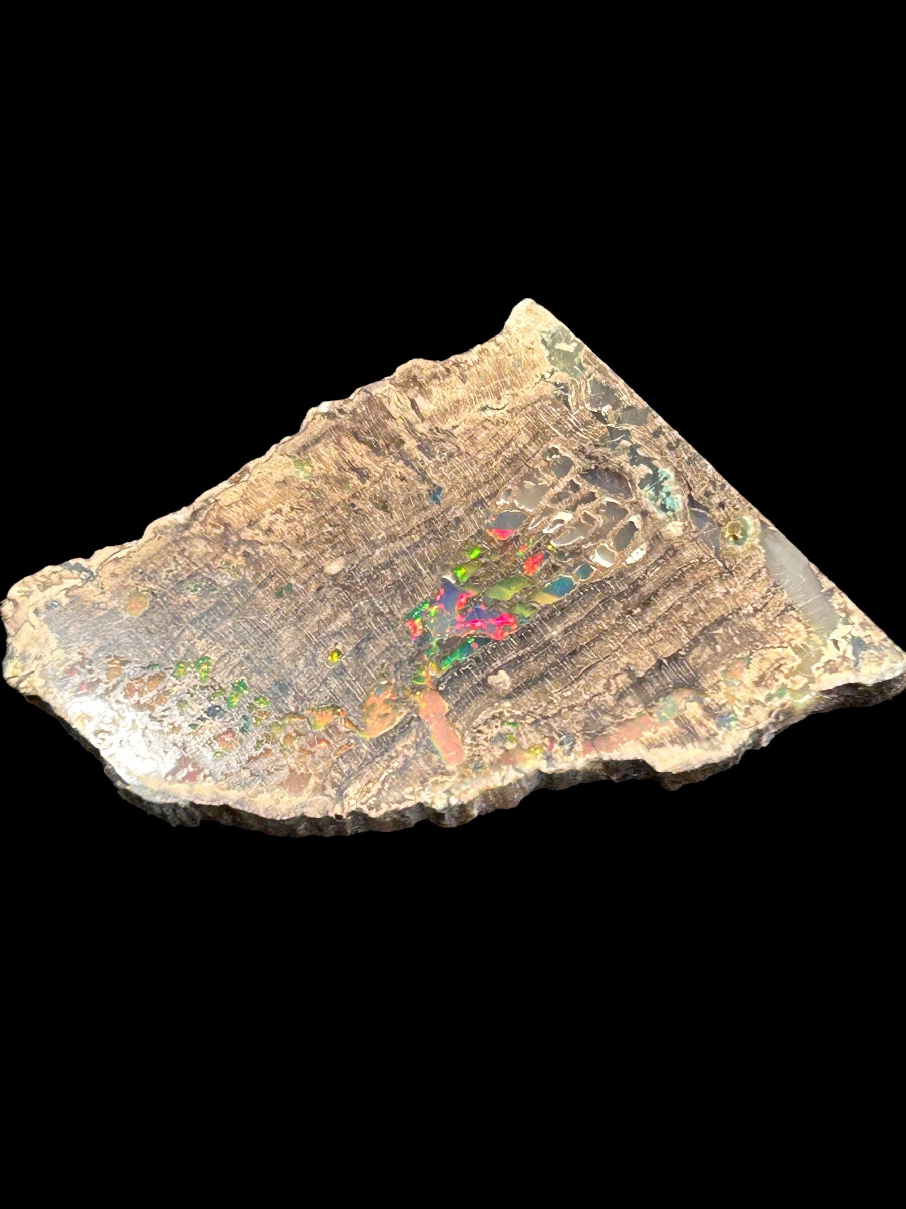 Precious Opal Conk Wood Branch Slice - Etsy