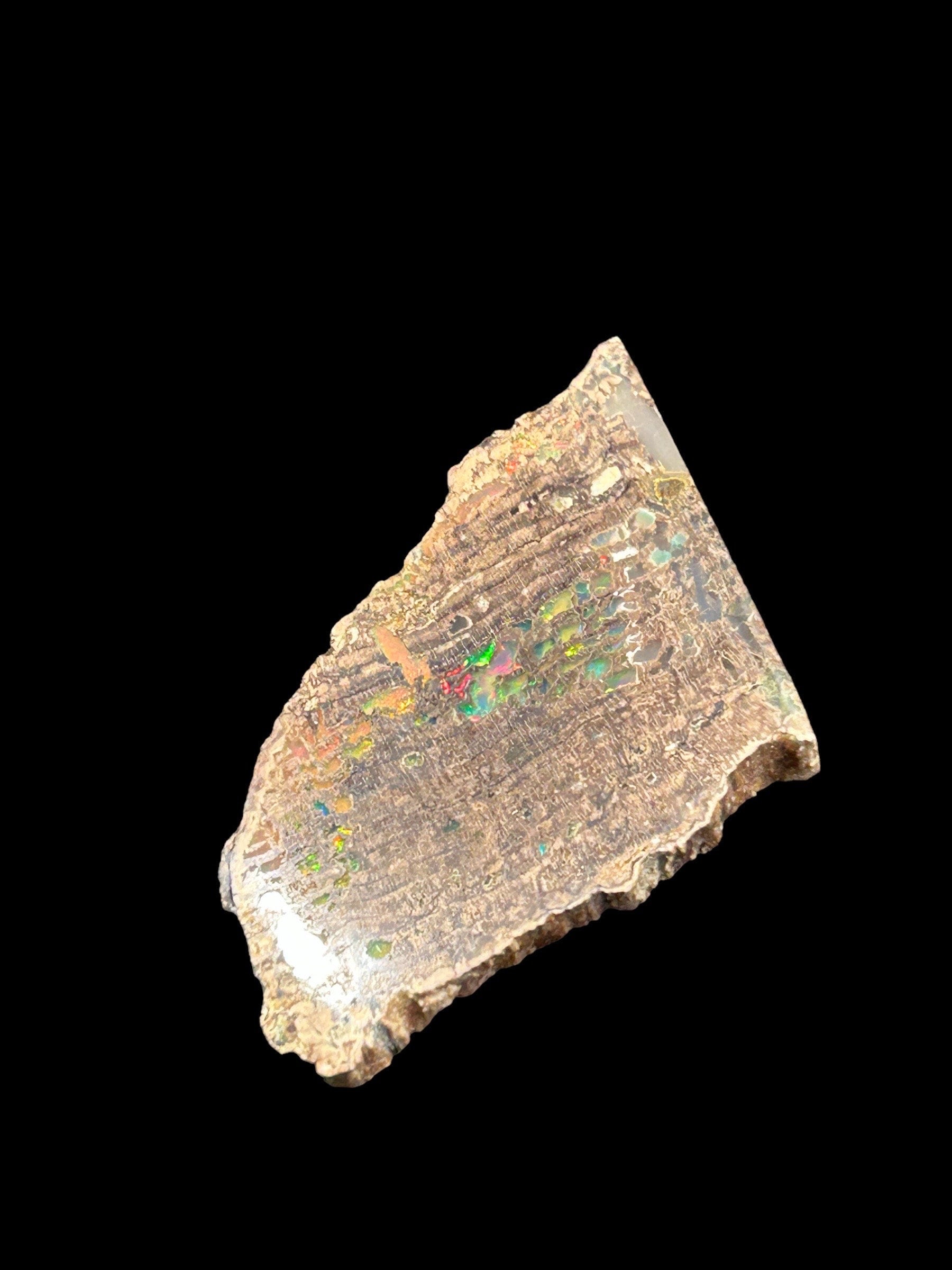 Precious Opal Conk Wood Branch Slice - Etsy