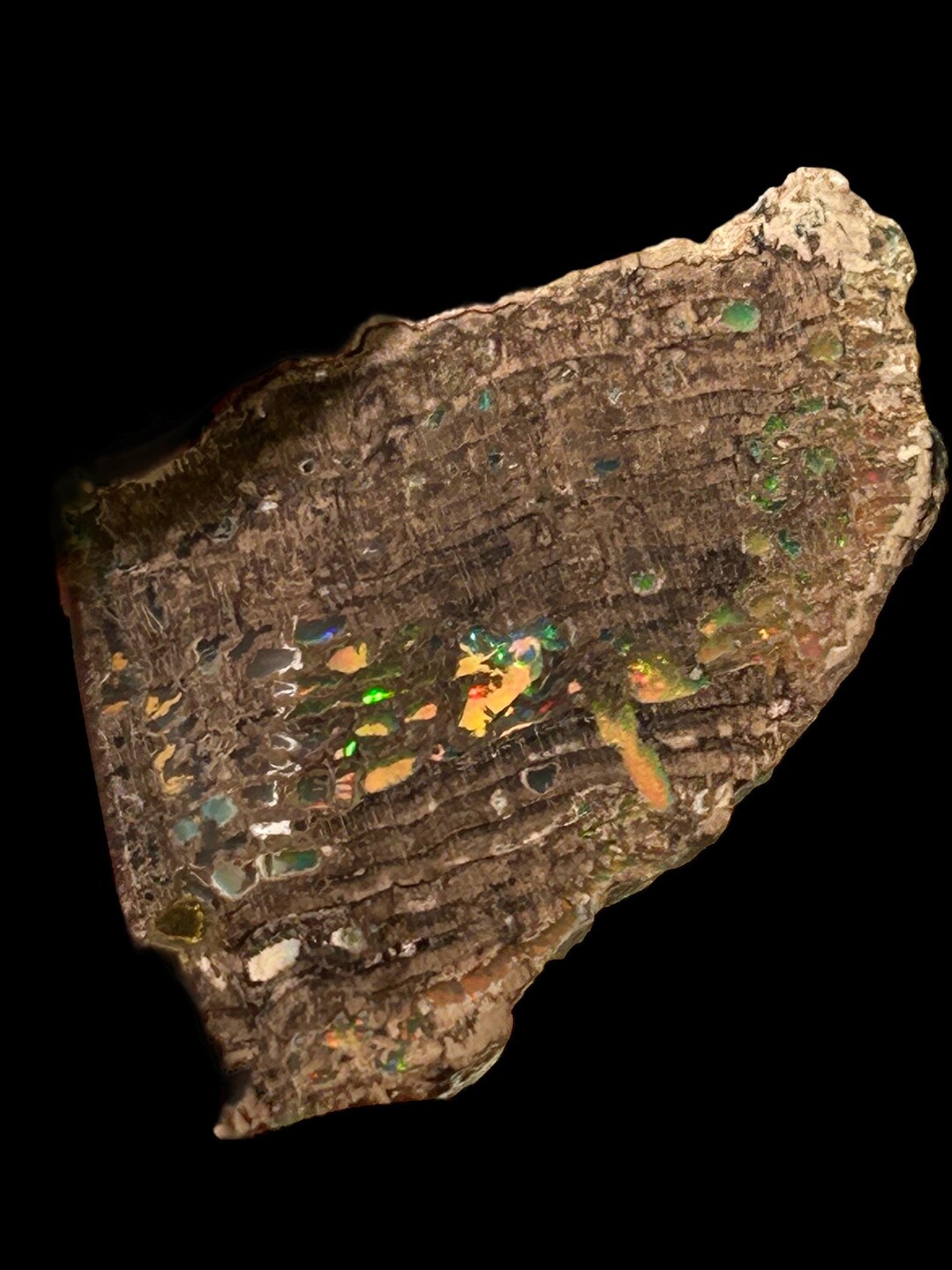 Precious Opal Conk Wood Branch Slice - Etsy