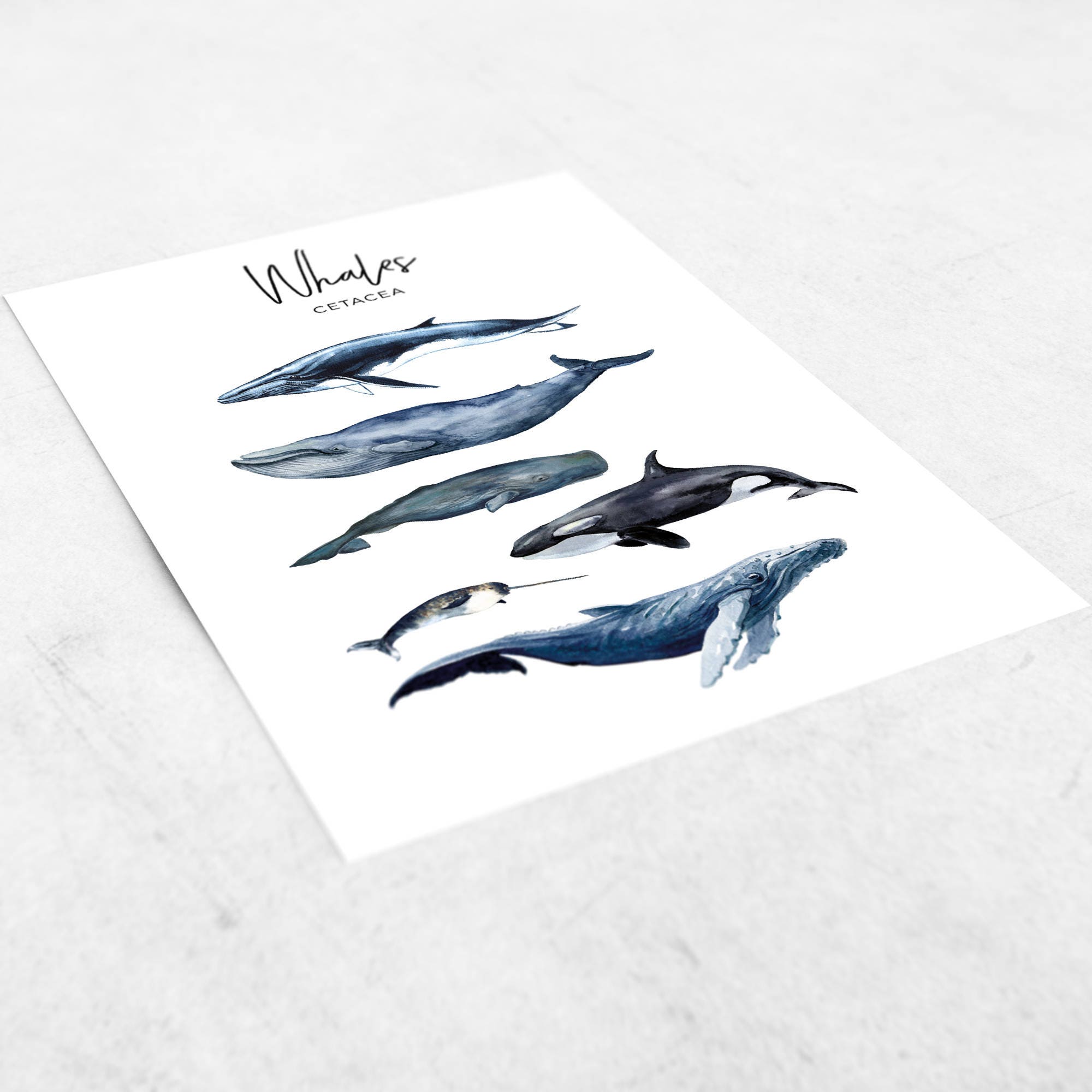 Whales Watercolor Print, Whale Print, Whale Cetacea Poster, Whale Art ...