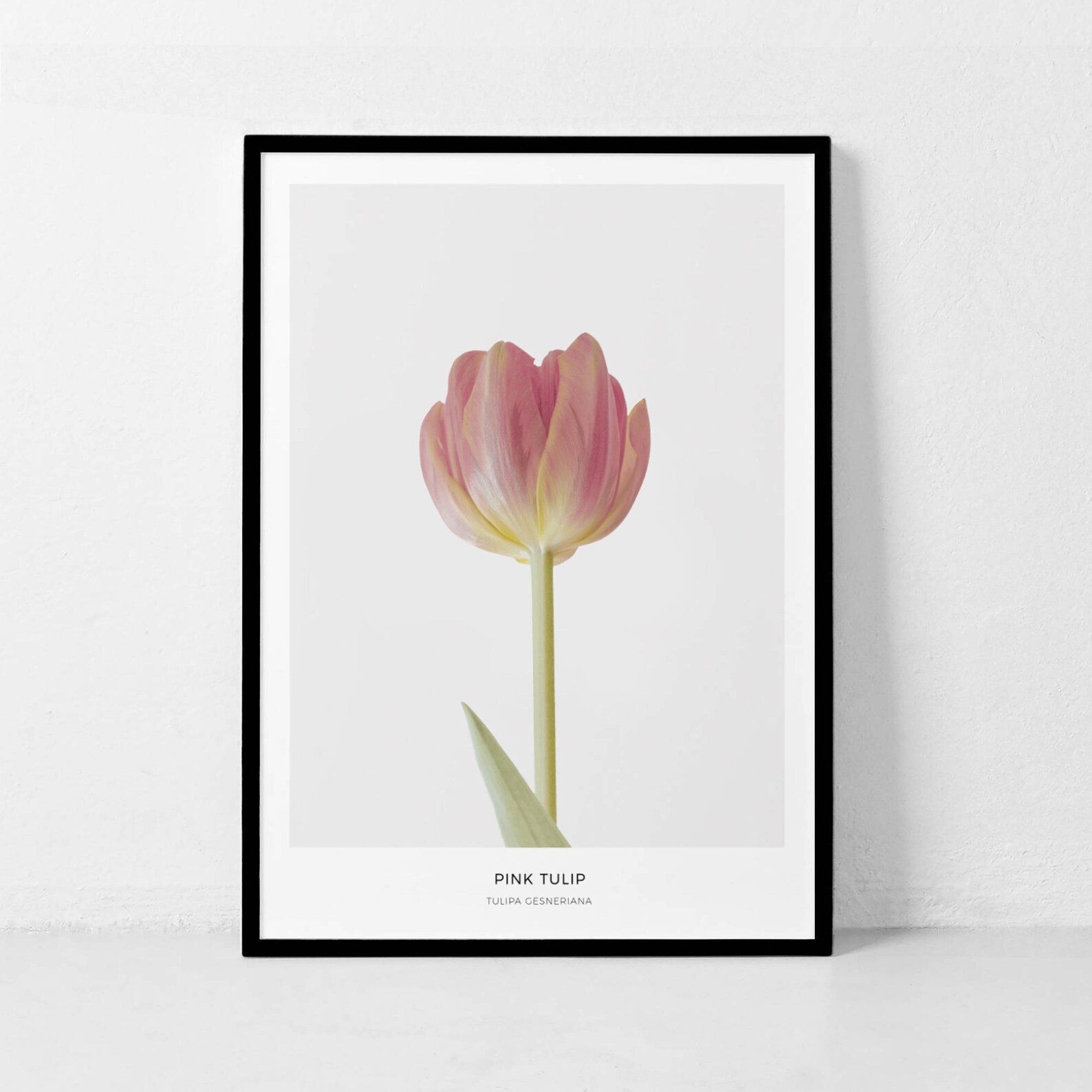Pink Tulip Print, Pink Flower Photography, Tulip Print, Tulip ...