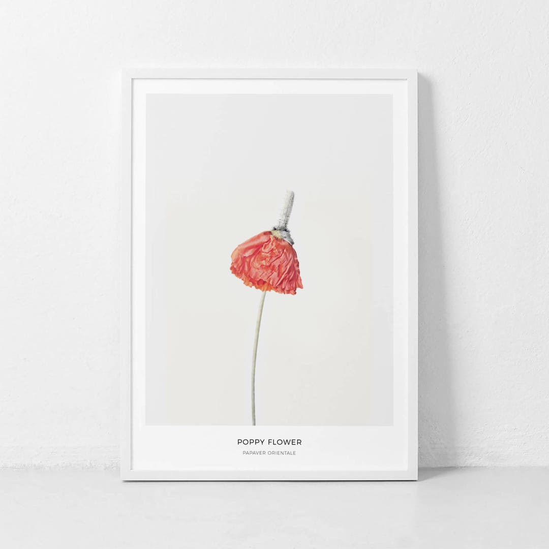 Red Poppy Print, Flowers Wall Art, Botanical Wall Art, Botanical Home ...