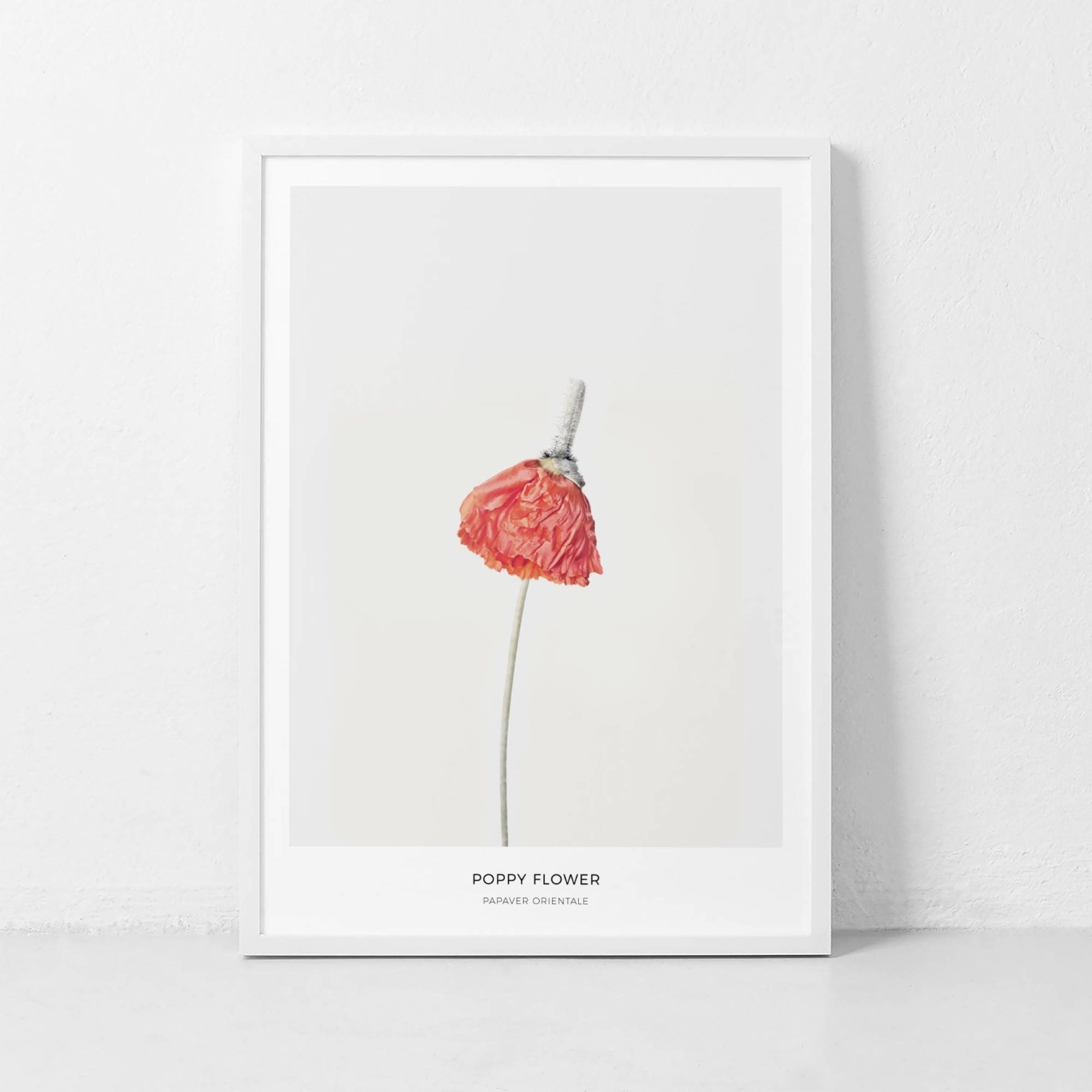 Red Poppy Print Flowers Wall Art Botanical Wall Art | Etsy