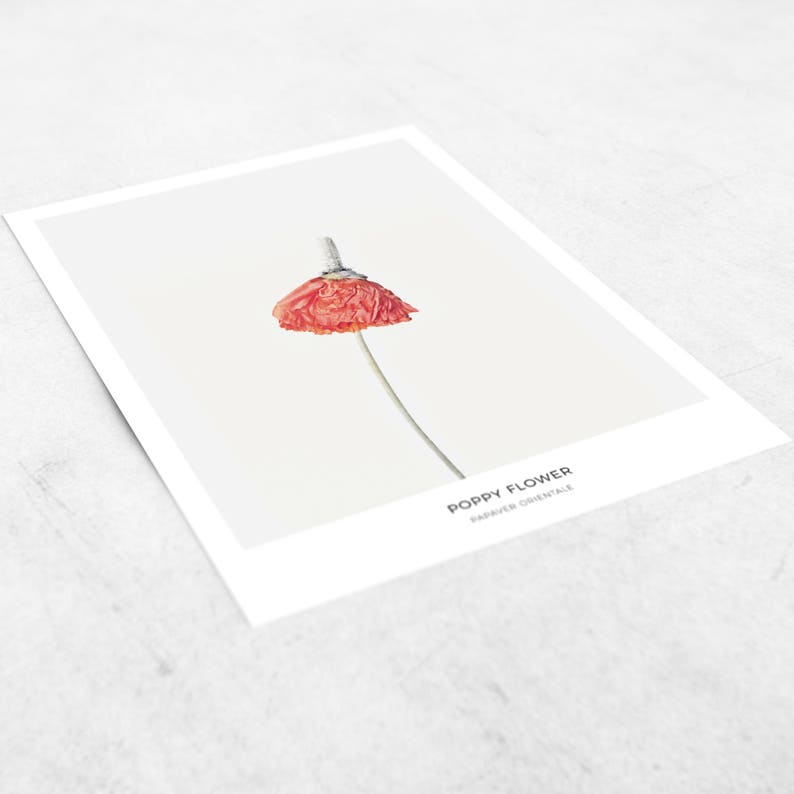Red Poppy Print Flowers Wall Art Botanical Wall Art | Etsy