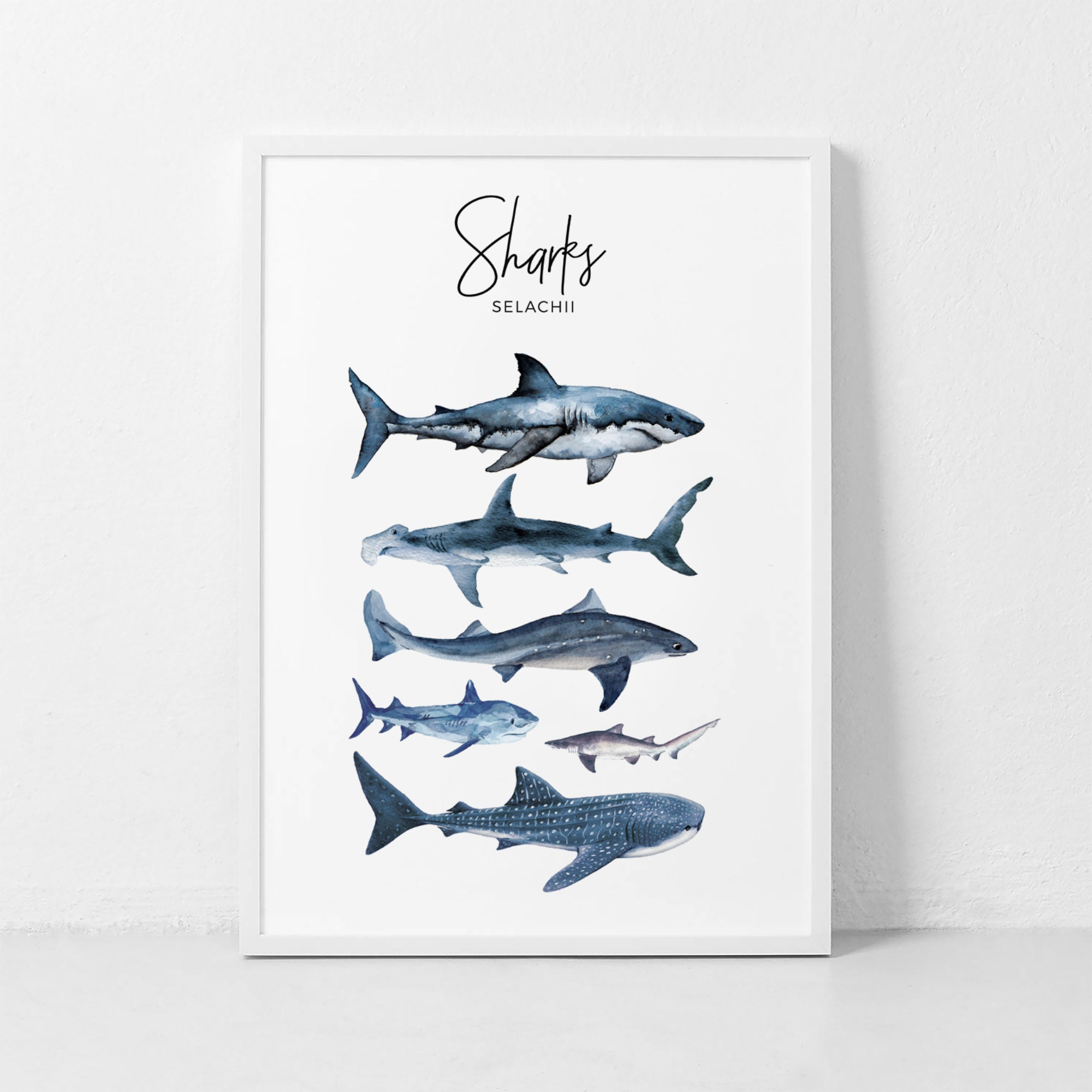 Shark Poster Shark Printable Shark Species Print Watercolor - Etsy