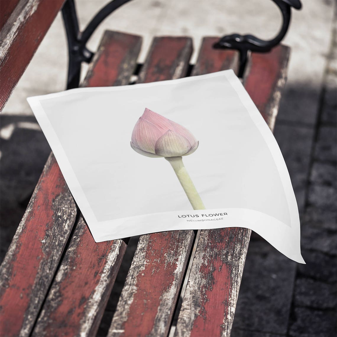 Lotus Flower Print Lotus Flowers Photo Flowers Wall Art | Etsy