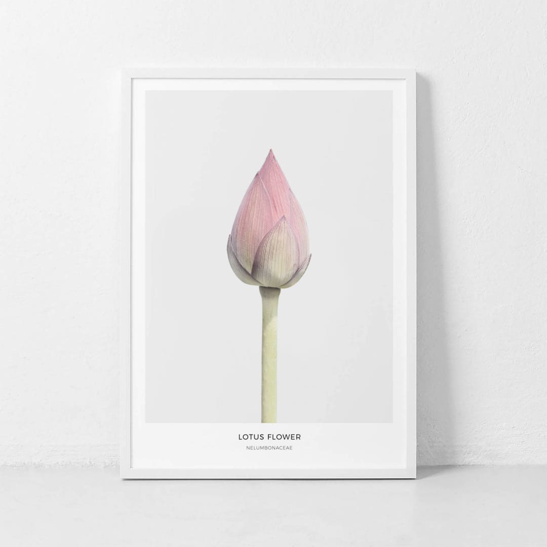 Lotus Flower Print, Lotus Flowers Photo, Flowers Wall Art, Modern ...