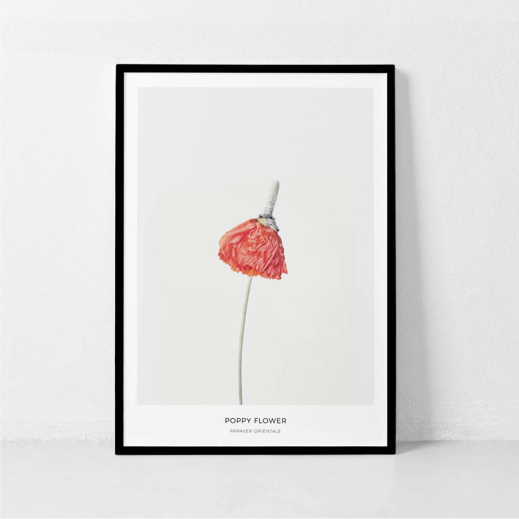 Red Poppy Print Flowers Wall Art Botanical Wall Art | Etsy