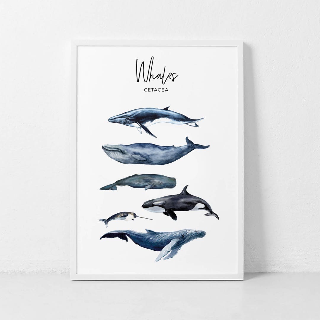 Whales Watercolor Print, Whale Print, Whale Cetacea Poster, Whale Art ...