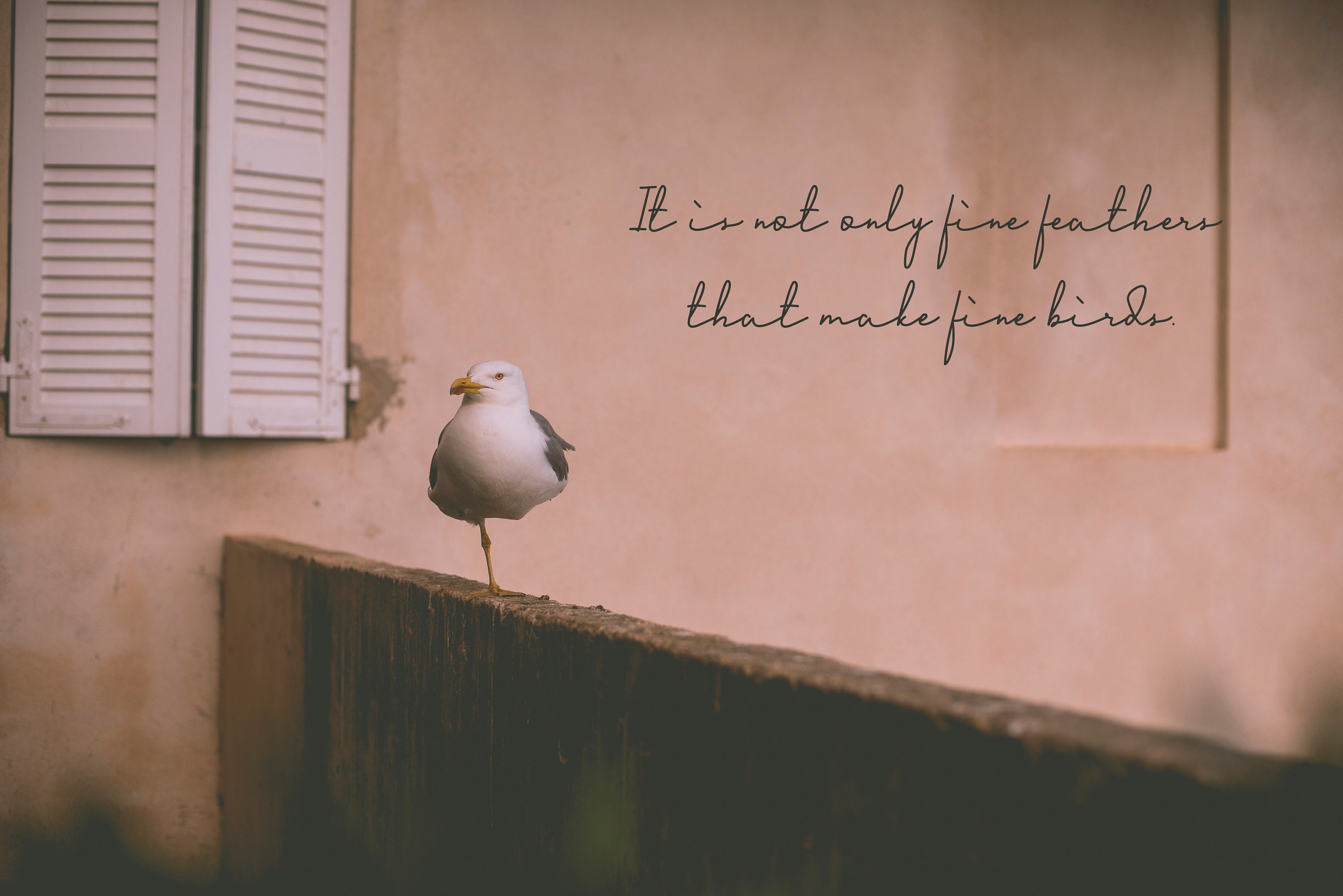 Newfirst Signature Script Font Hand Lettered Calligraphy | Etsy