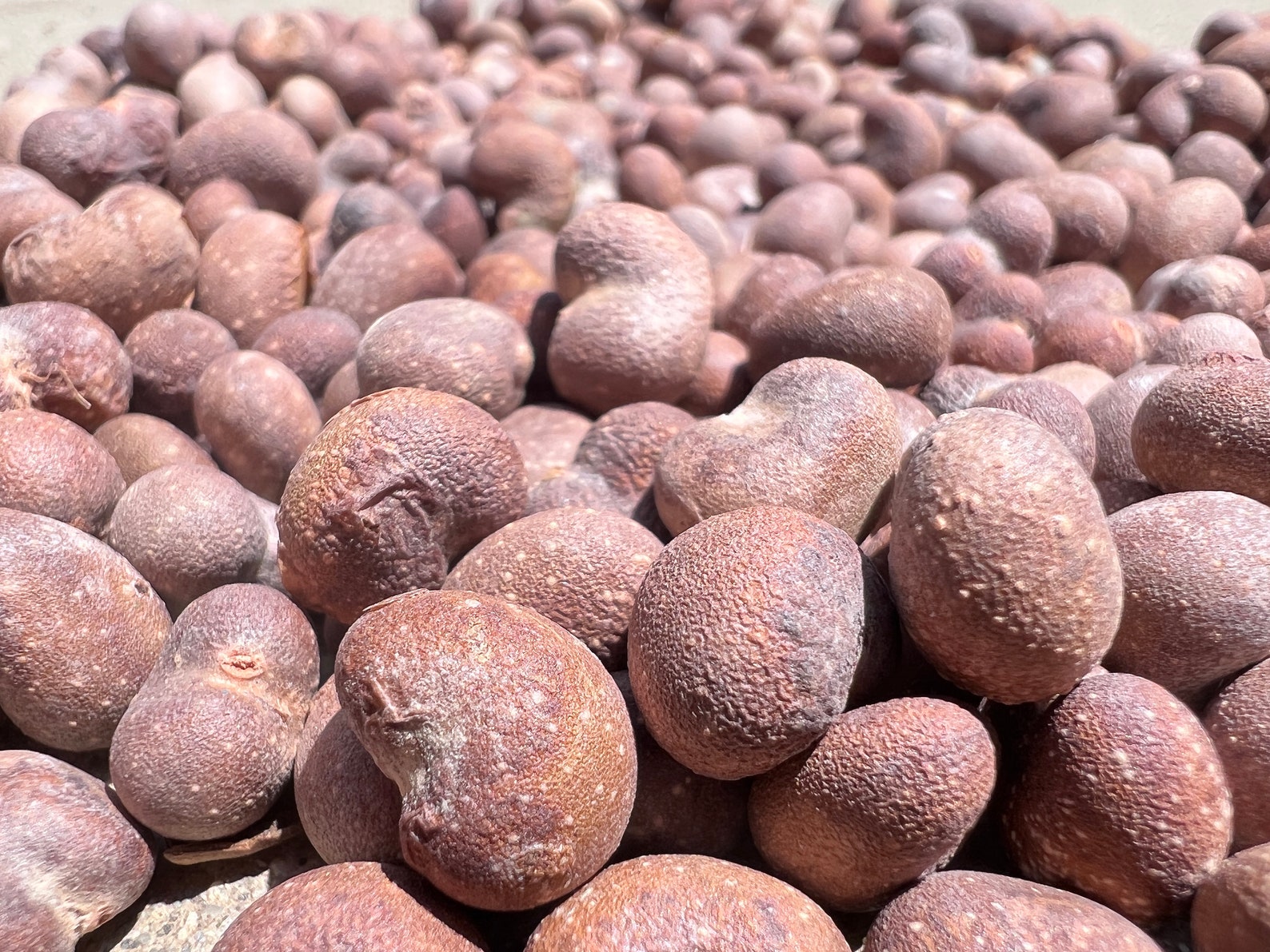 African Baobab Seeds adansonia Digitata - Etsy