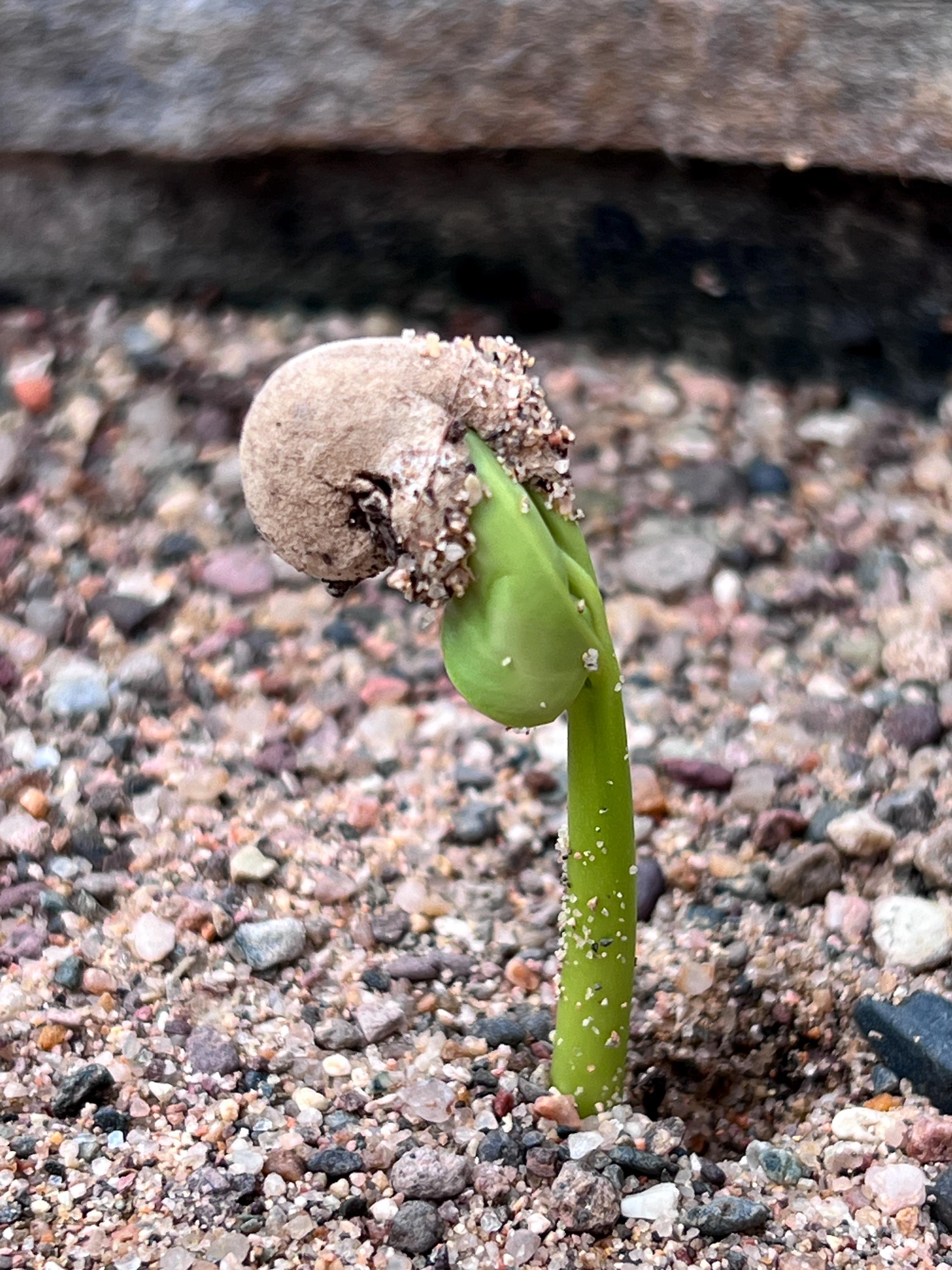 Za Baobab Seeds (adansonia Za) - Etsy