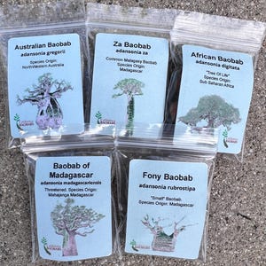 Baobab Seed Variety Pack - Etsy