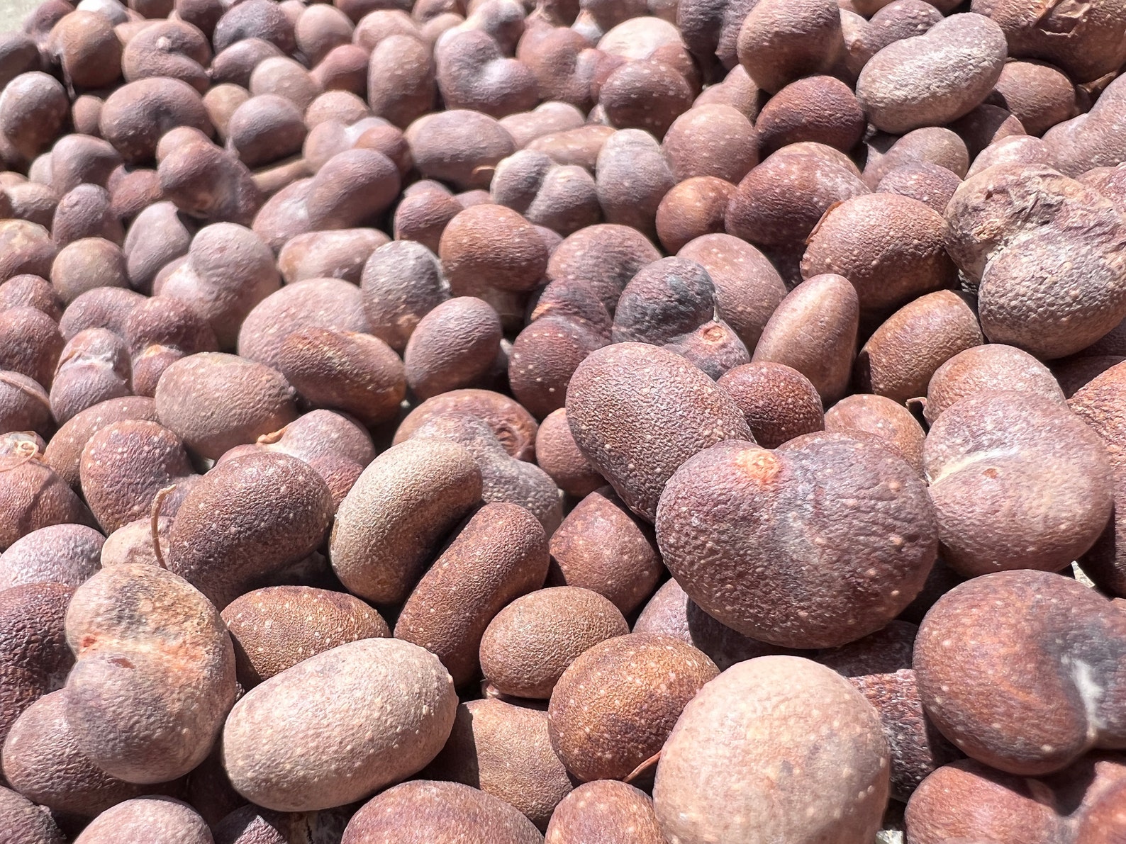 African Baobab Seeds adansonia Digitata - Etsy