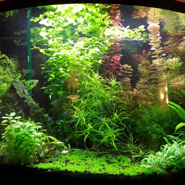 Live Aquarium Plants - Etsy