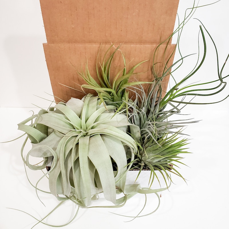 Air Plant Pack - Etsy