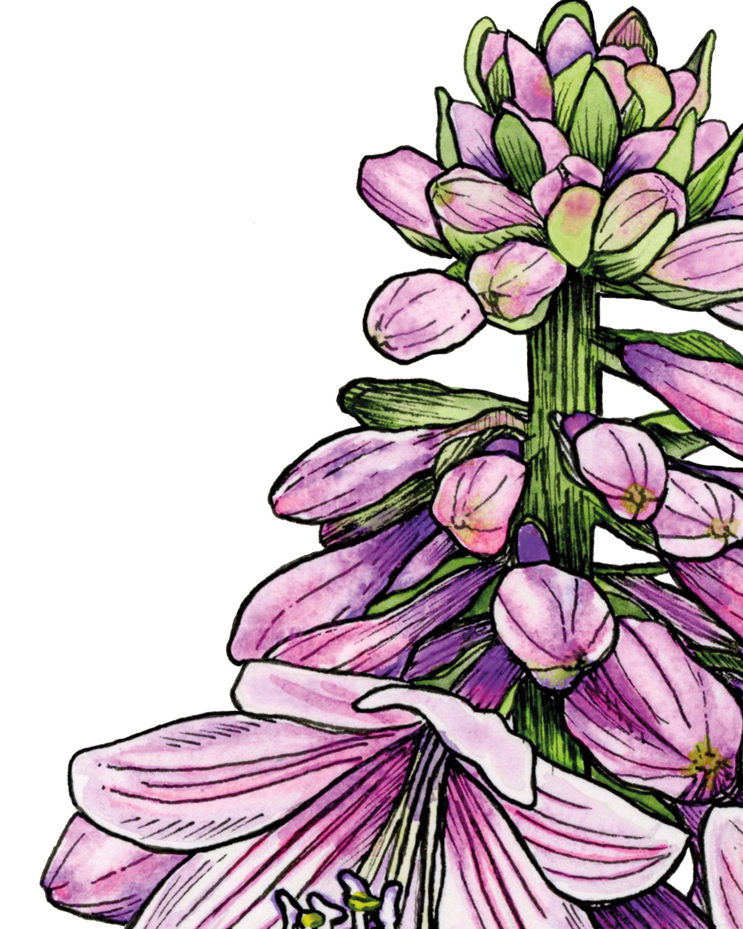 Purple Watercolor Hosta Flower Painting, Purple Floral Botanical ...
