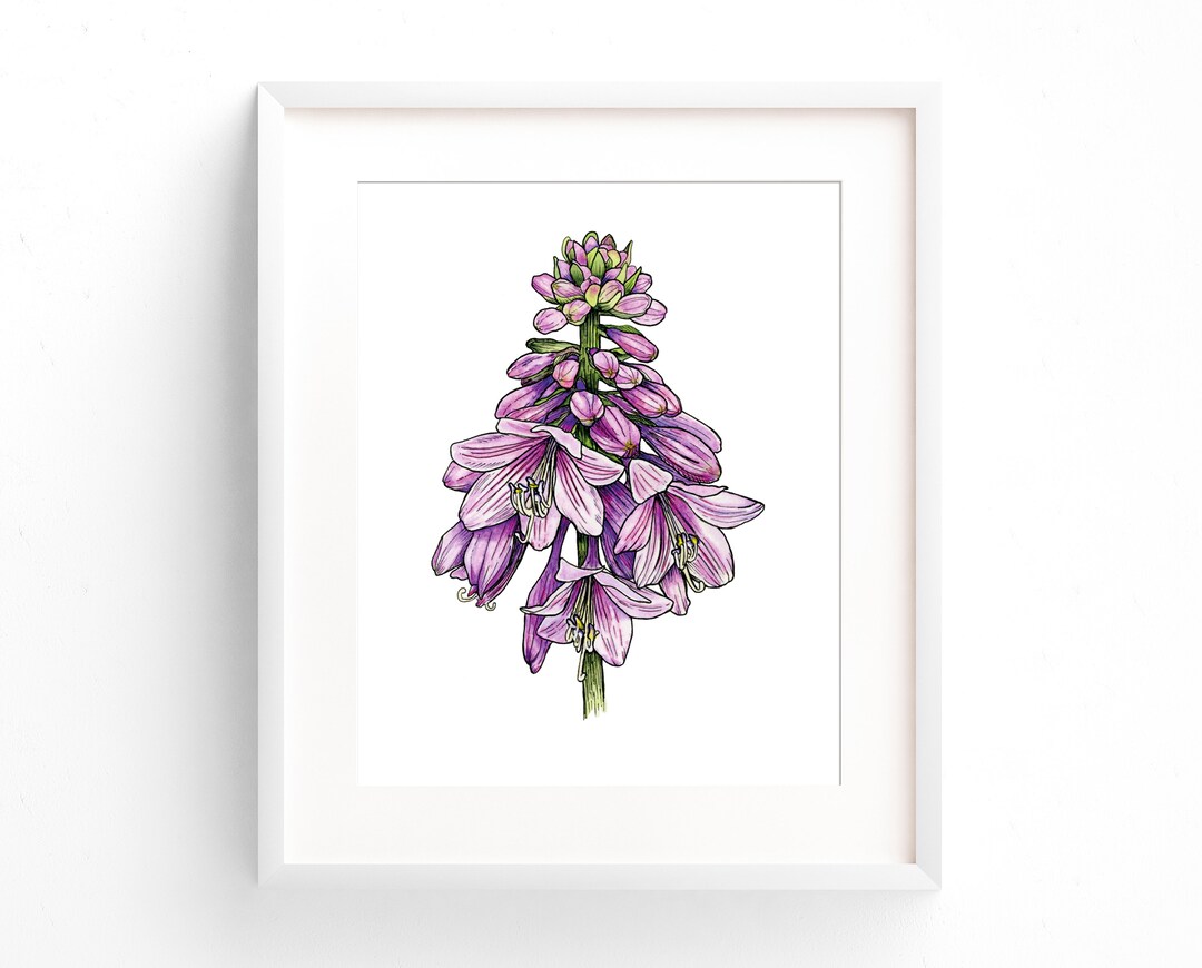 Purple Watercolor Hosta Flower Painting, Purple Floral Botanical ...