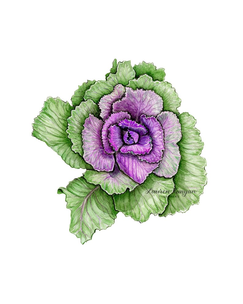 Leafy Cabbage Watercolor Painting Floral Botanical Art Vegetable Print ...