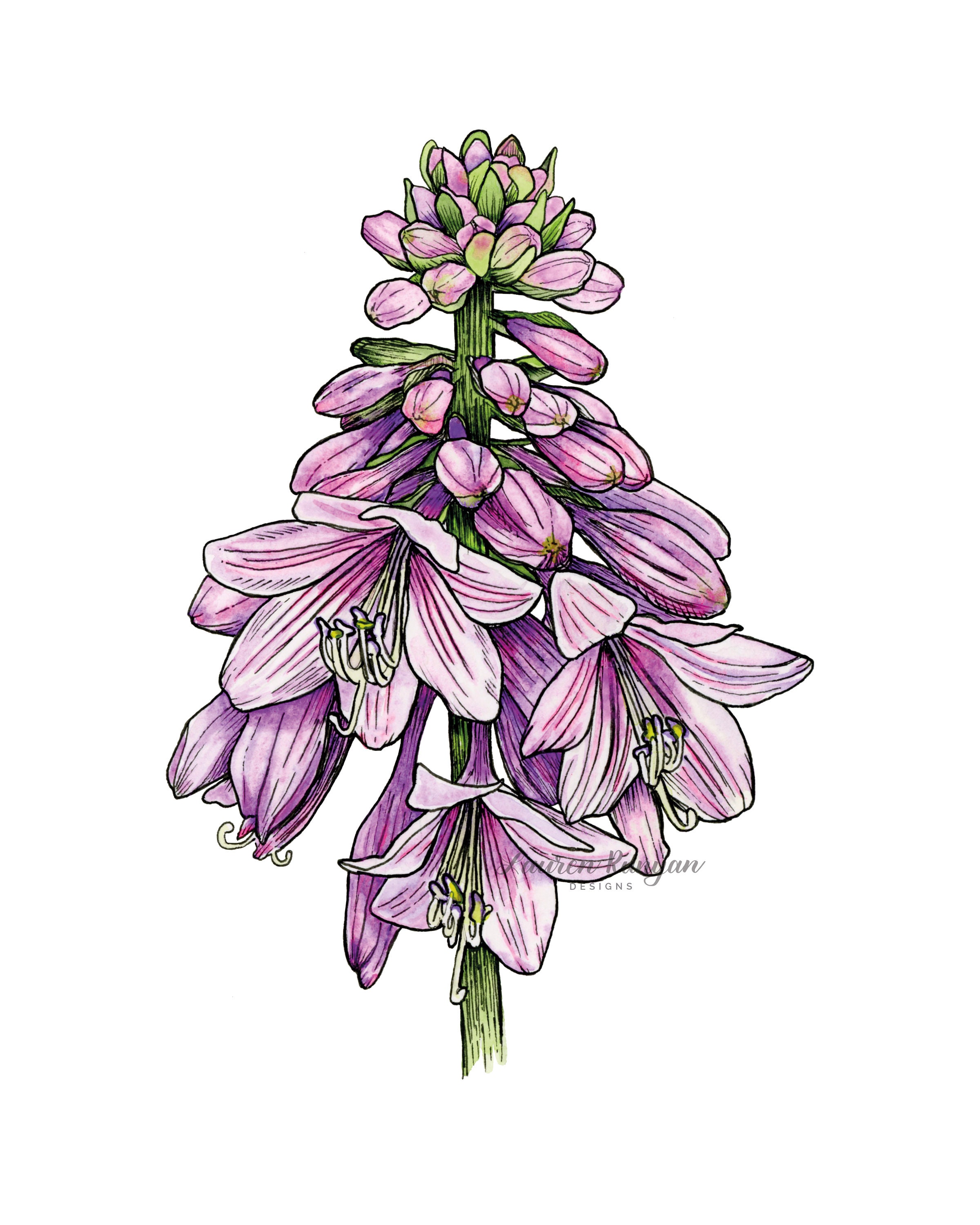 Purple Watercolor Hosta Flower Painting Purple Floral - Etsy