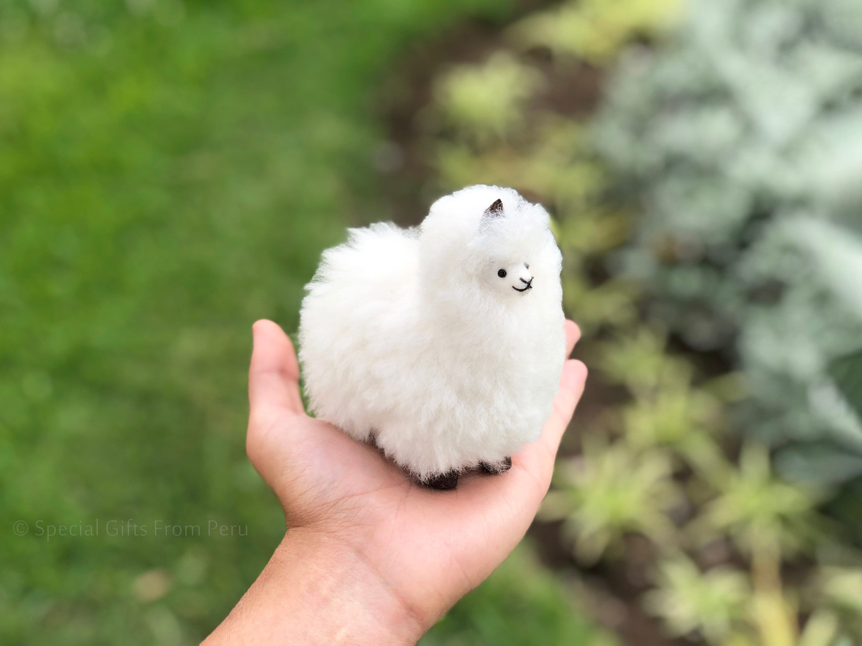 Mini Alpaca Pet