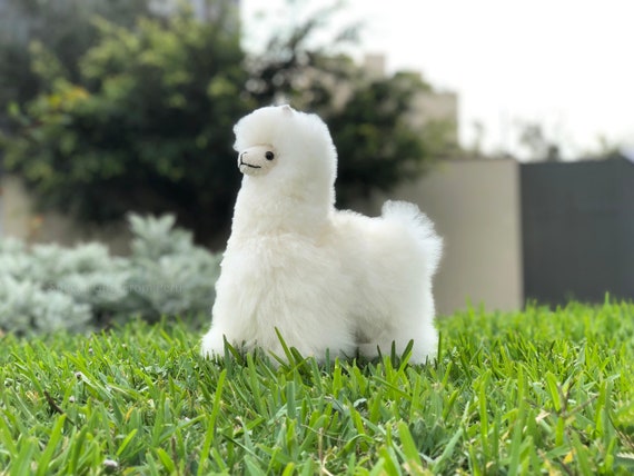 Fluffy Llama Baby