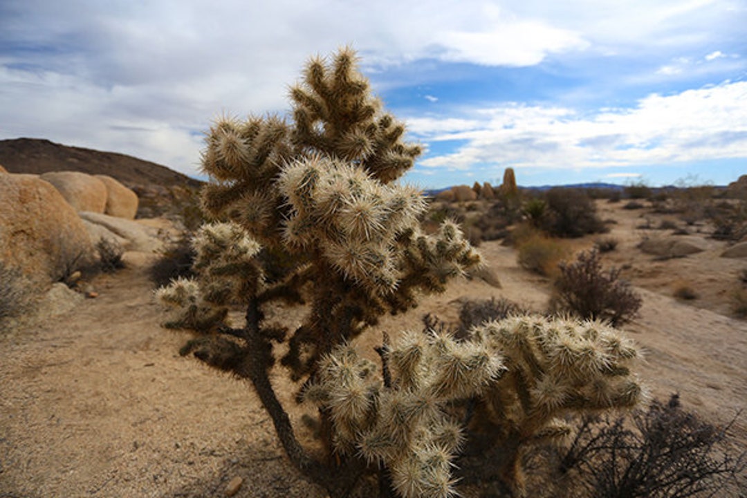 Jumping Cholla Cactus, Joshua Tree California, Canvas, Print, Artwork ...