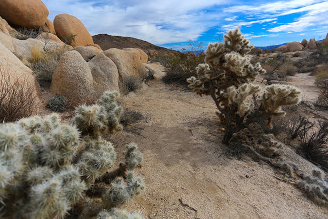 Jumping Cholla Cactus, Joshua Tree California, Canvas, Print, Artwork ...