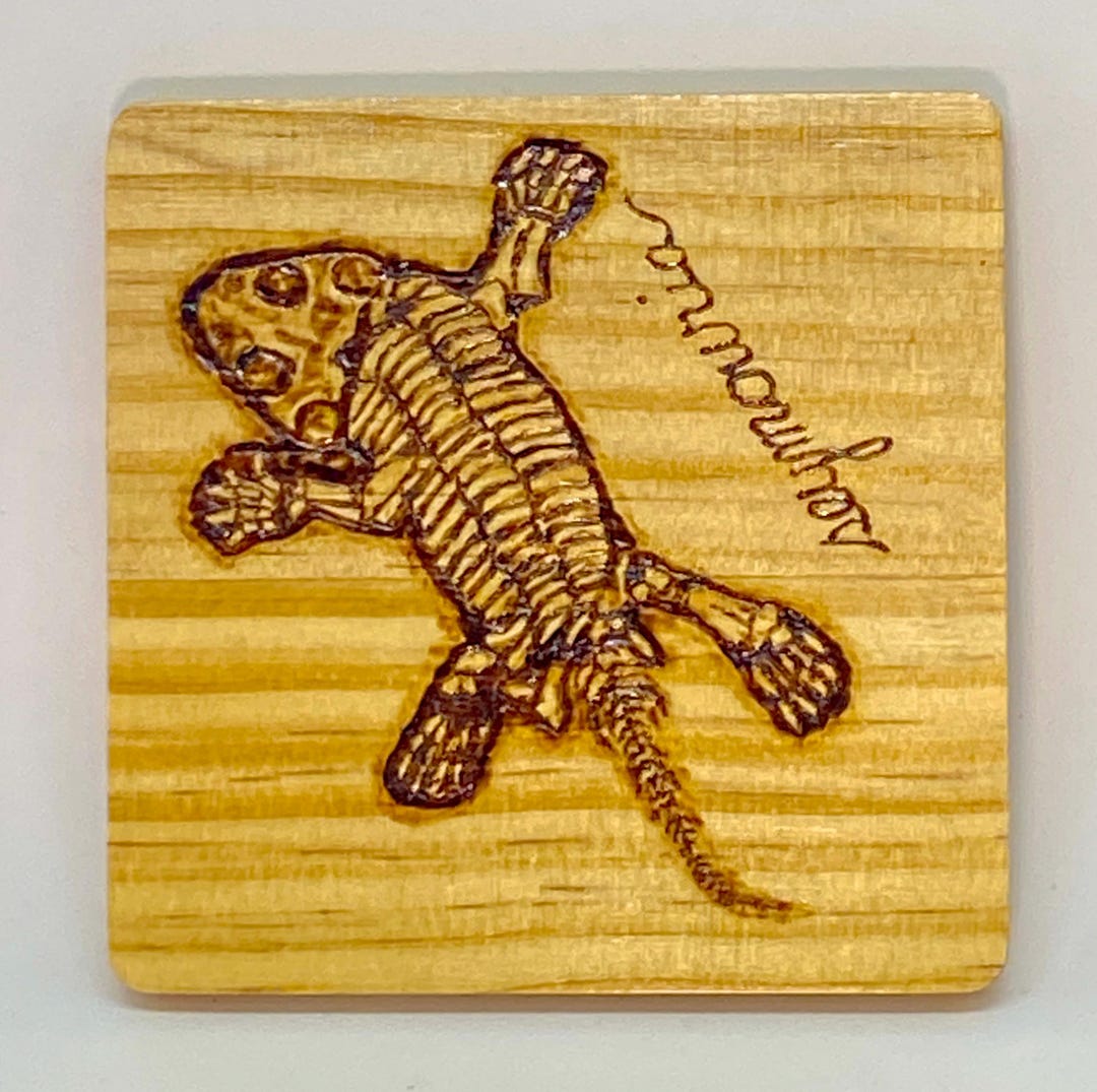 Lizard Fossil Seymouria Wood Burning/pyrography 4-inch Coaster, Square ...