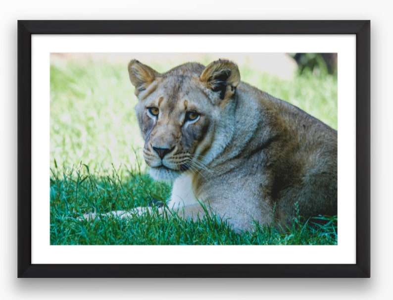 North Carolina Zoo Lion Landscape Photography Print - Fine Art Wildlife ...