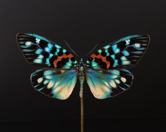 Erasmia Pulchella - Etsy