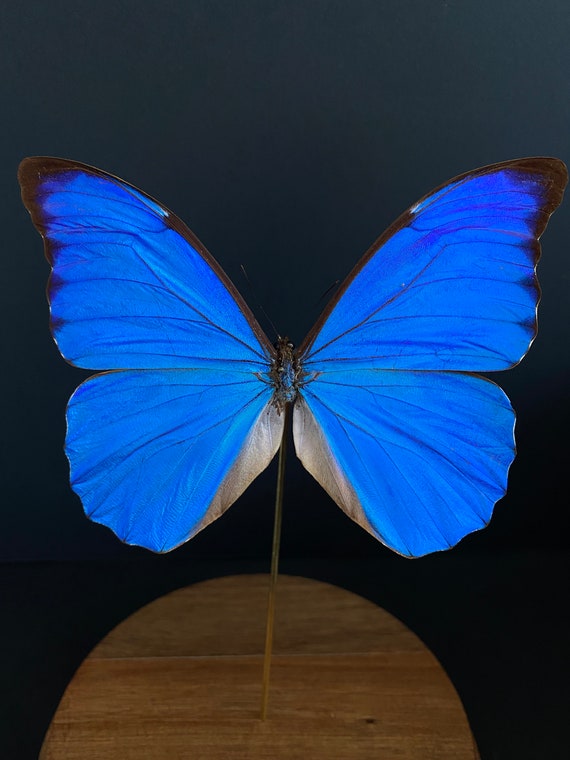 Morpho Anaxibia