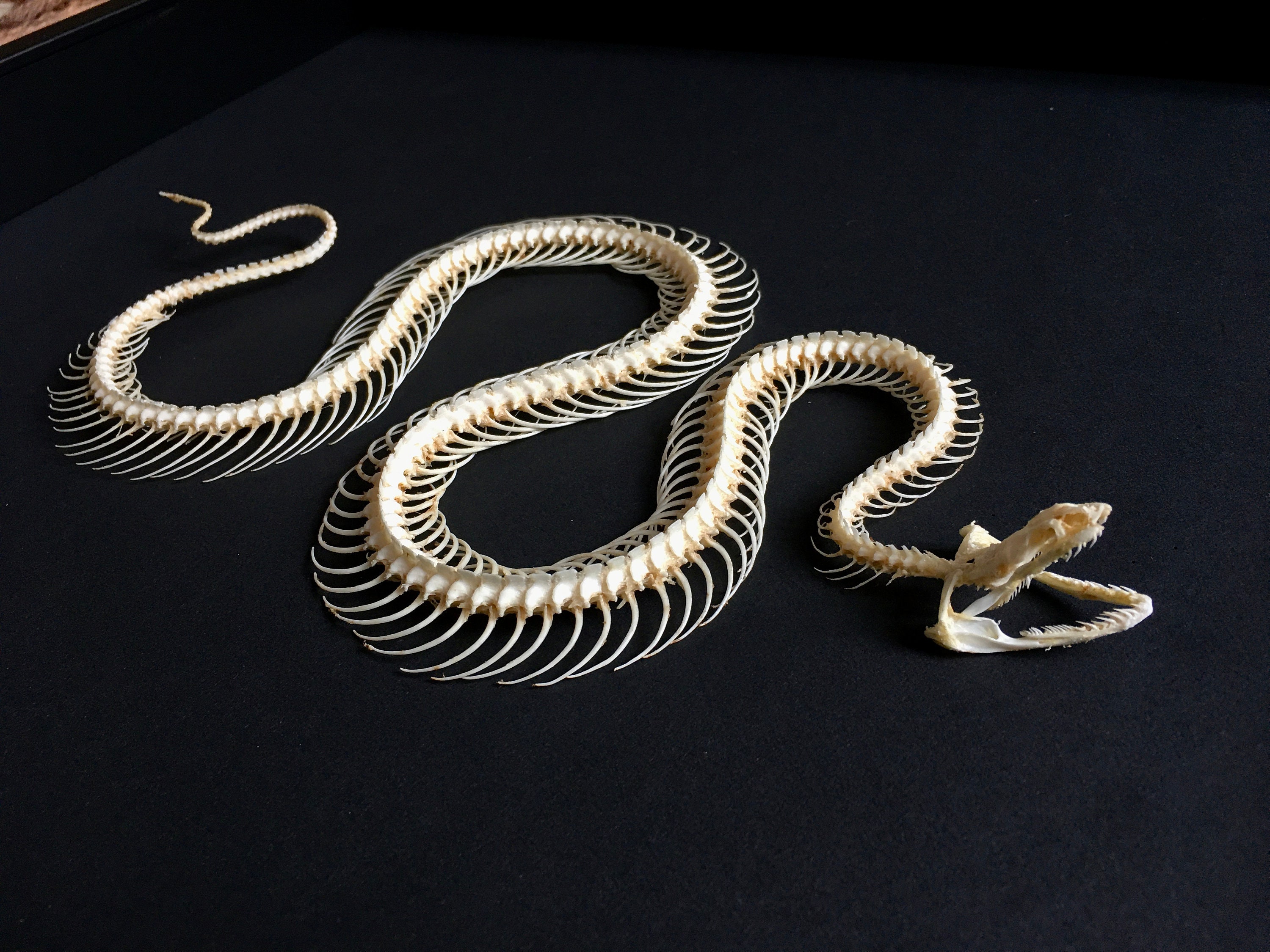 Snake Skeleton