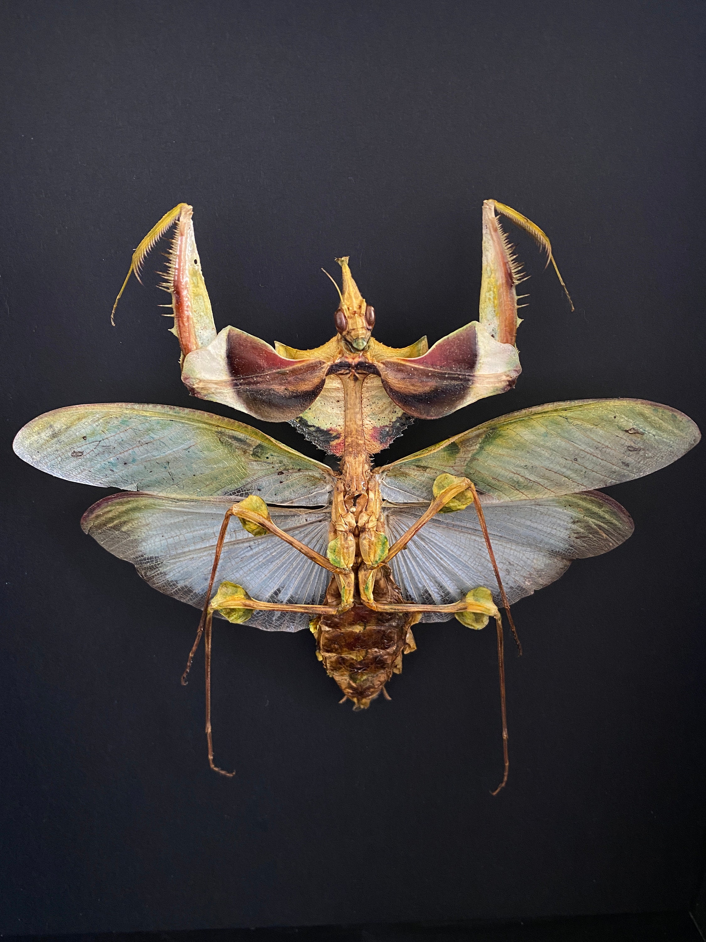 Devil Praying Mantis