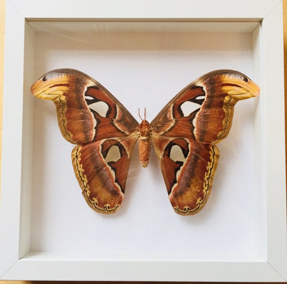 Véritable papillon Géant Attacus Atlas ou Papillon Cobra - Etsy France