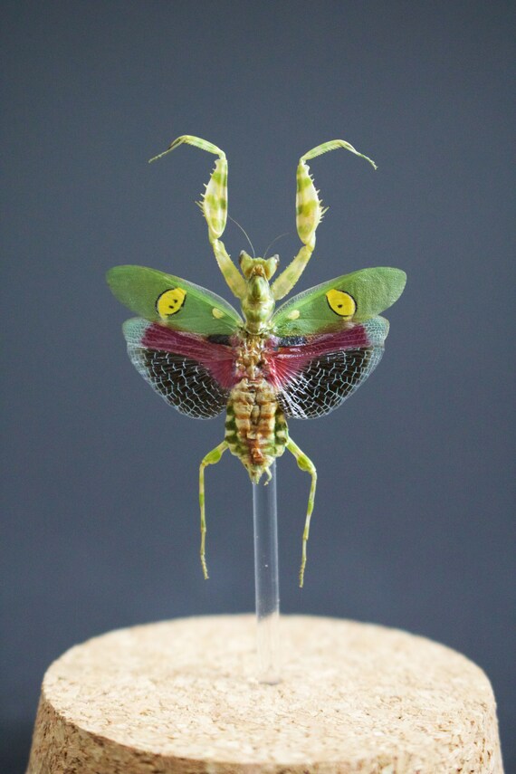 Indian Flower Mantis