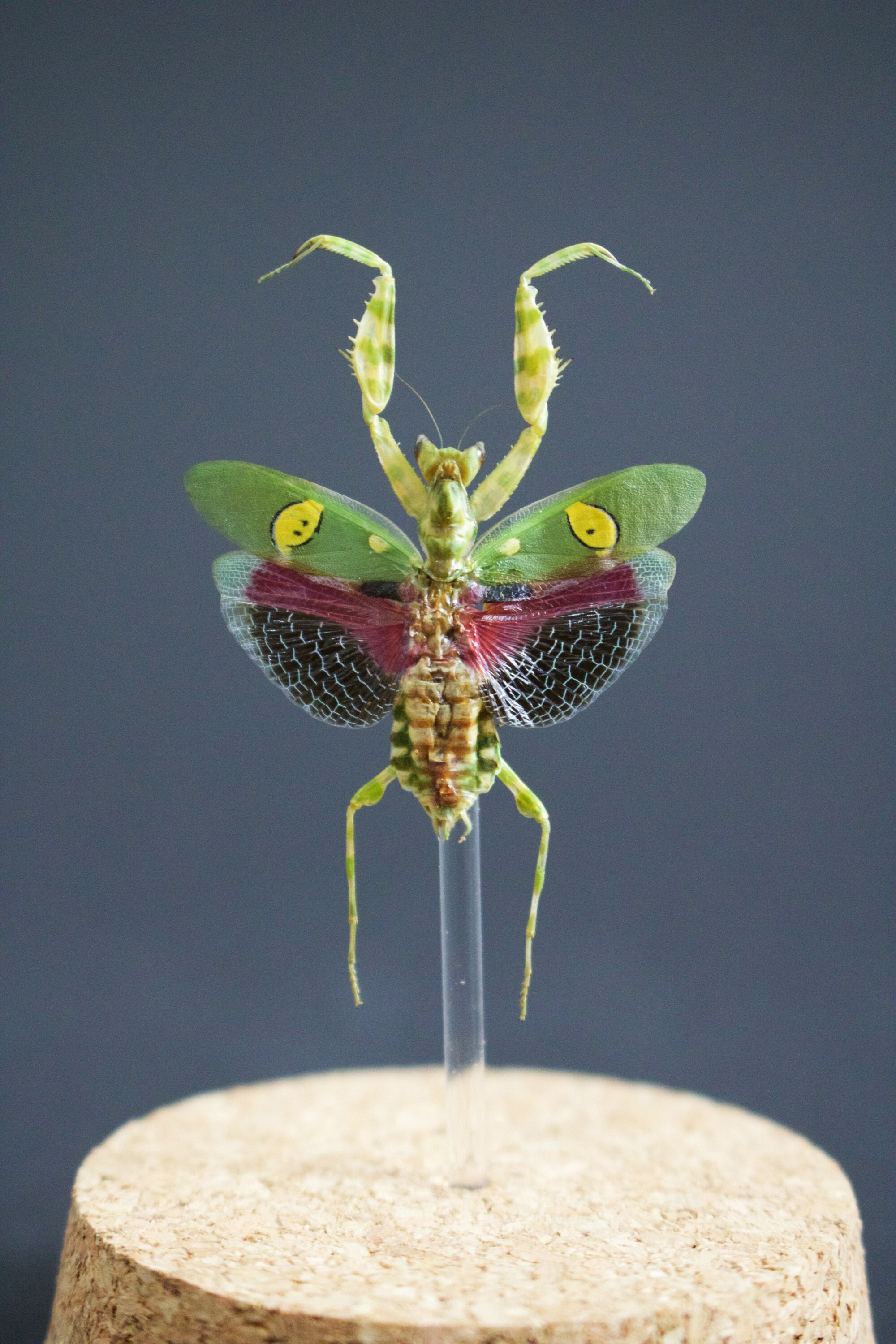 X Creobroter Gemmatus Jewelled Flower Praying Mantis Spread, 41% OFF