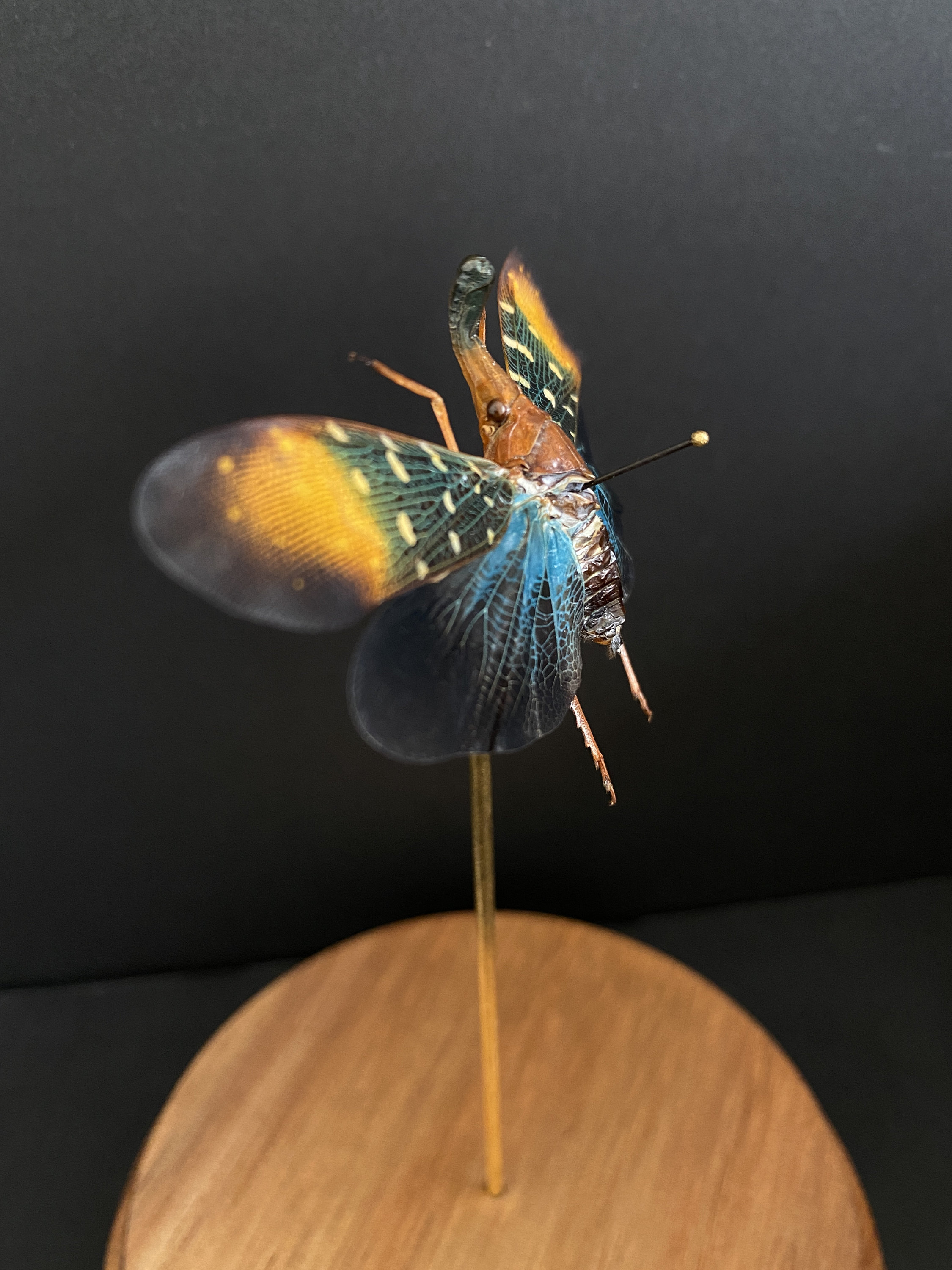 Véritable Pyrops Gunjii de Java sous globe - Etsy France