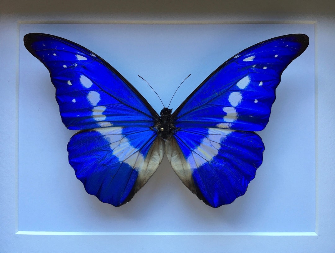Real Morpho Helena Butterfly From Peru Naturalized Under a Splendid ...