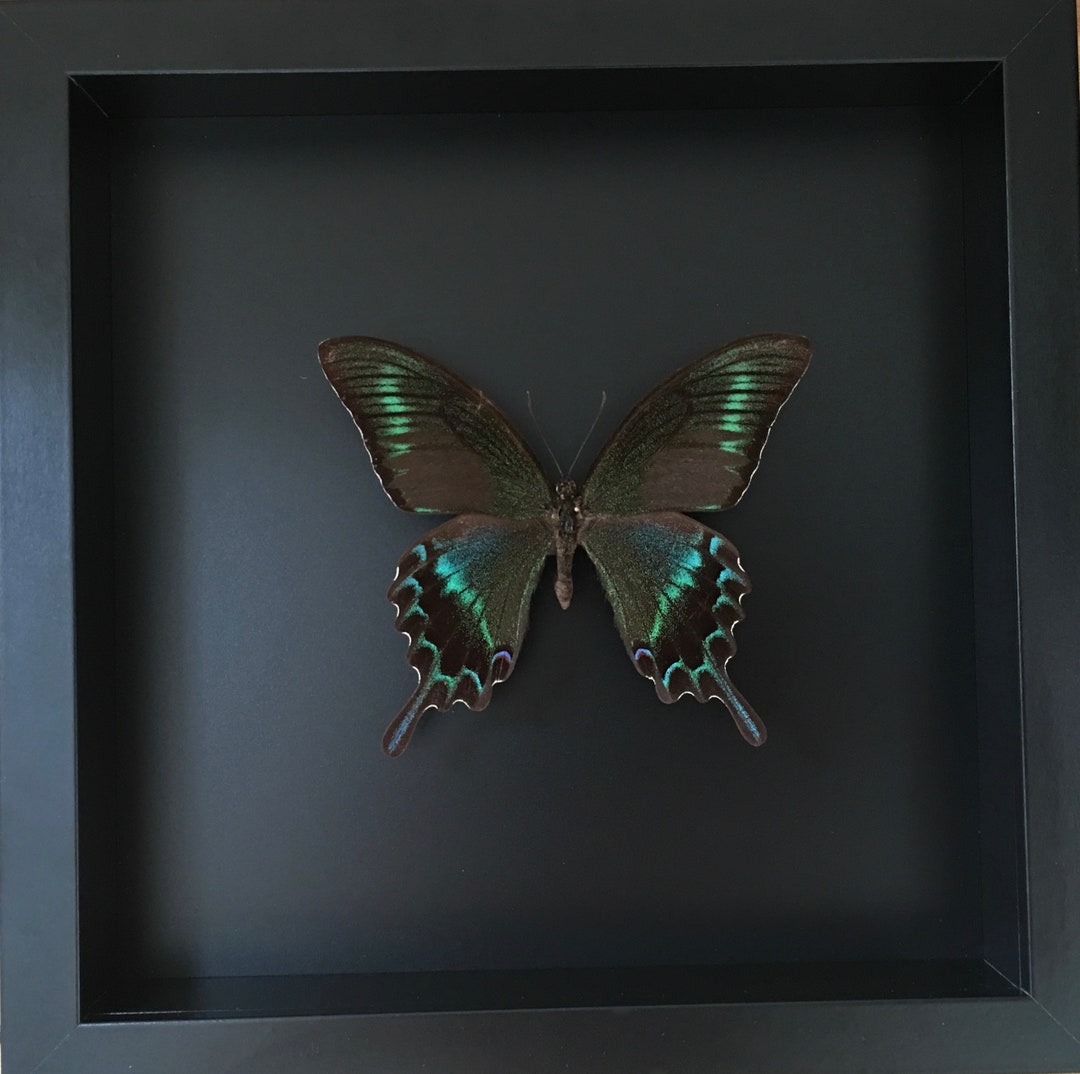 Genuine Exotic Butterfly Maackii Maacki of China Naturalized - Etsy