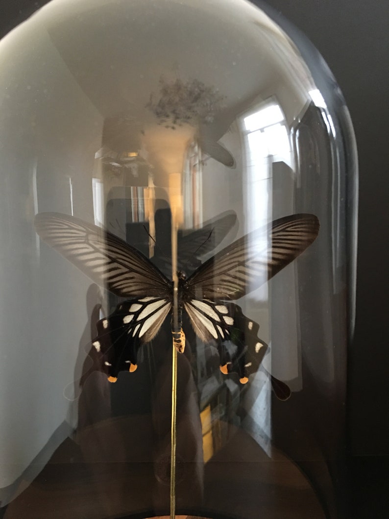 True Butterfly Losaria Coon of Java Naturalized Under Glass - Etsy
