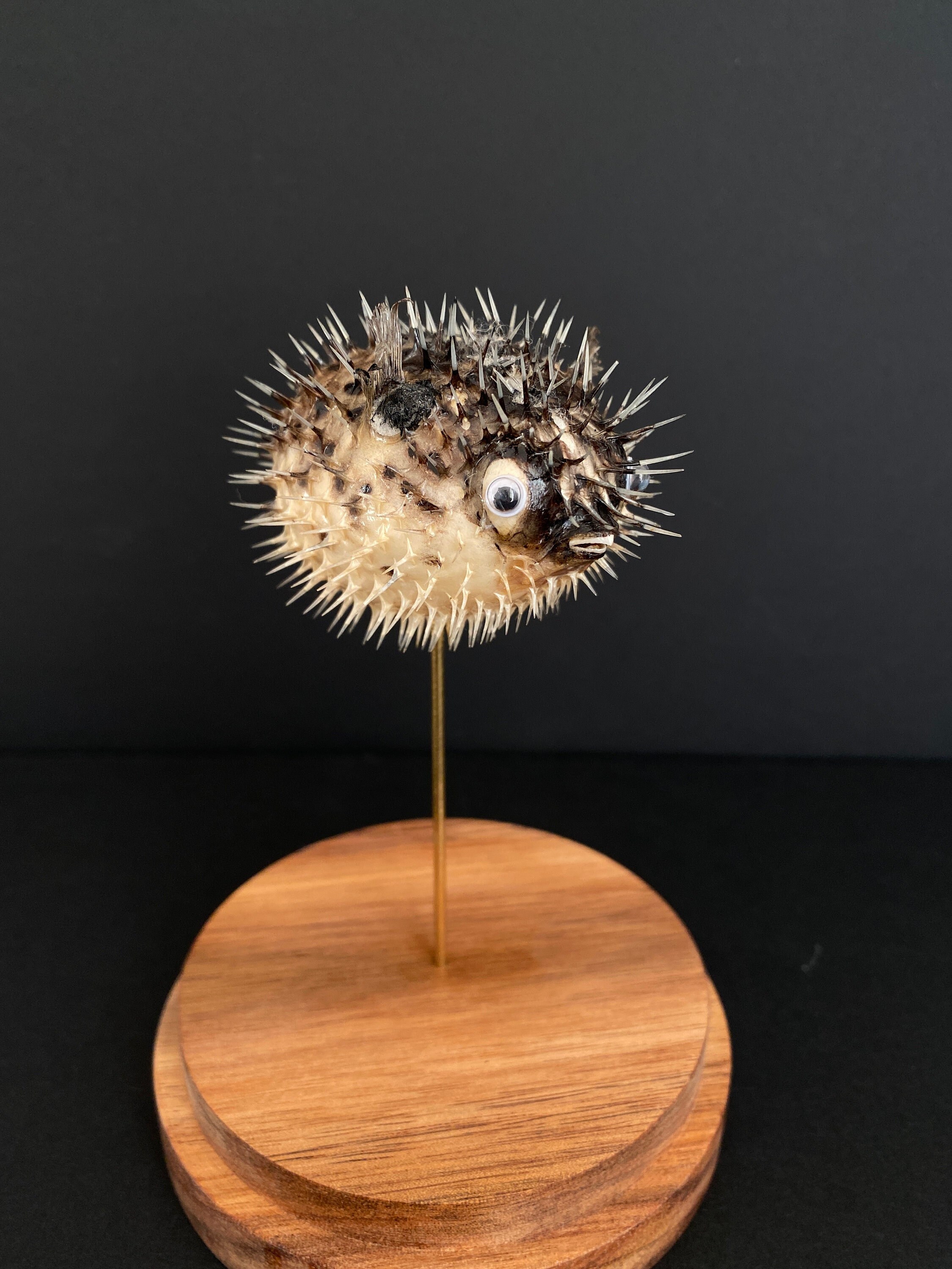 Hedgehog Fish