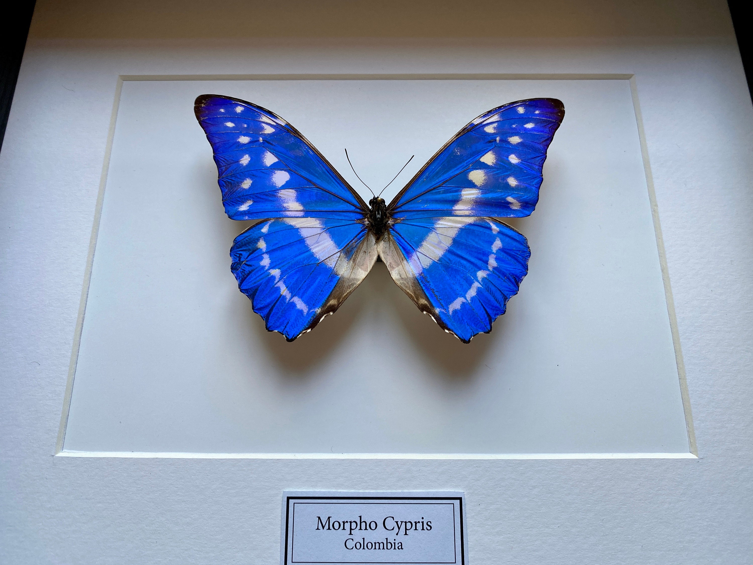 Morpho Anaxibia