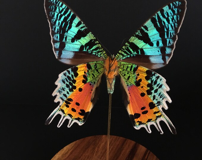 Real Rainbow Sunset Moth Framed Taxidermy Urania Ripheus Victorian ...