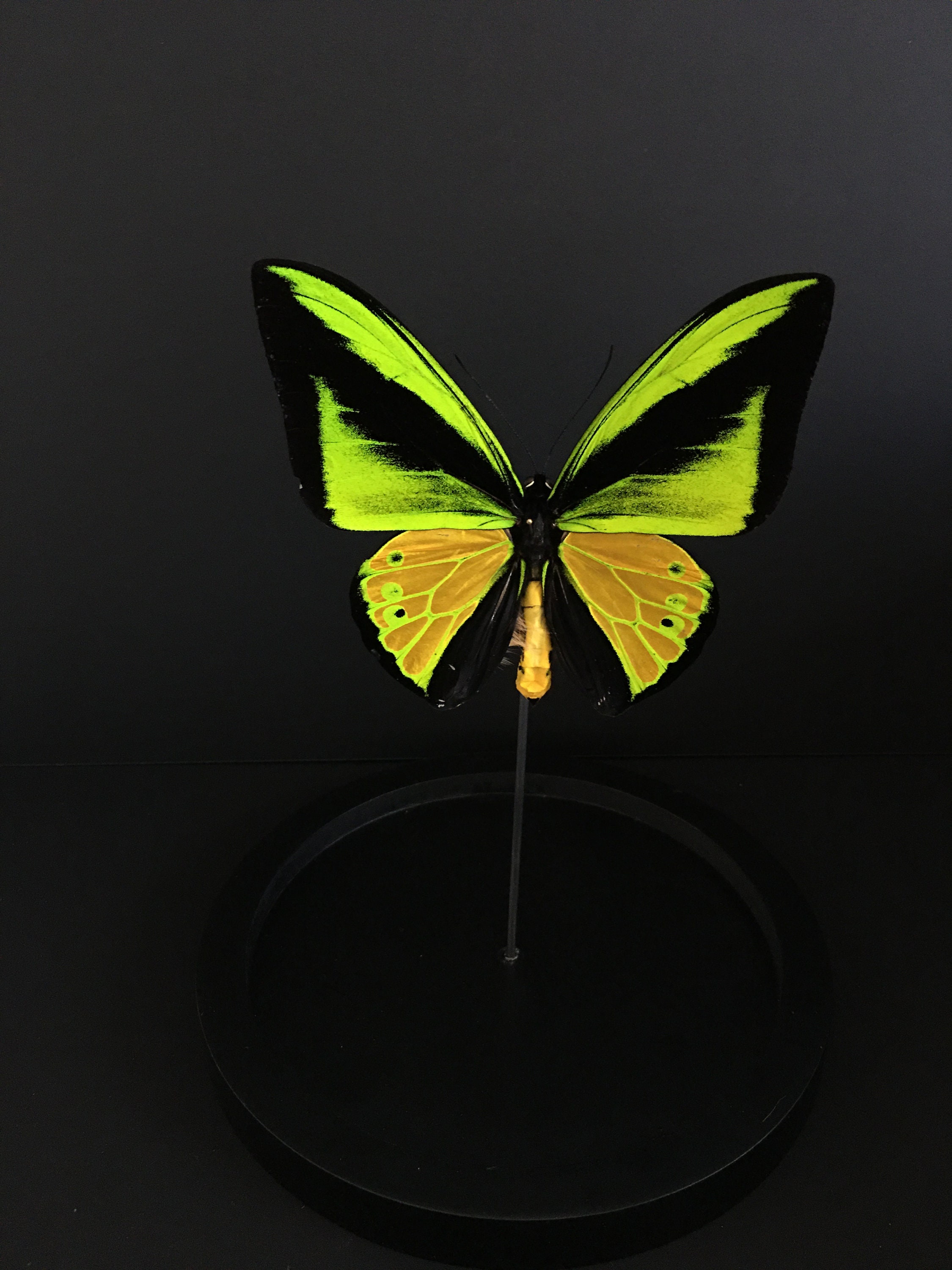 Véritable Papillon Exotique Ornithoptera Goliath Samson XXL | Etsy
